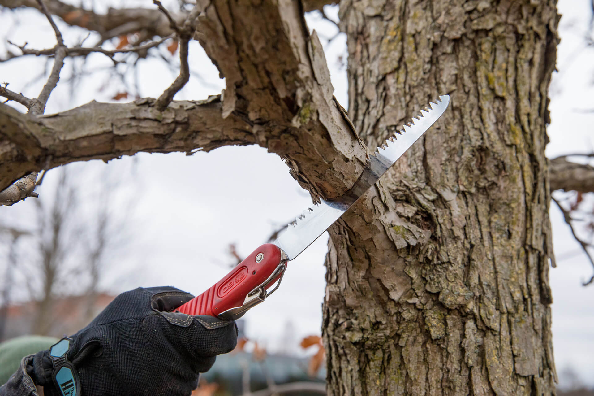 Health Check: Why Regular Tree Pruning is Vital for Tree Longevity